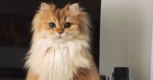 This Cat Is Officially The Most Photogenic Cat In The Known Universe