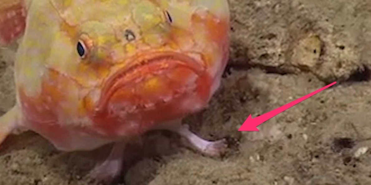 Scientists Discovered A Strange Deep Sea Fish Walking Around On Its ‘Feet’