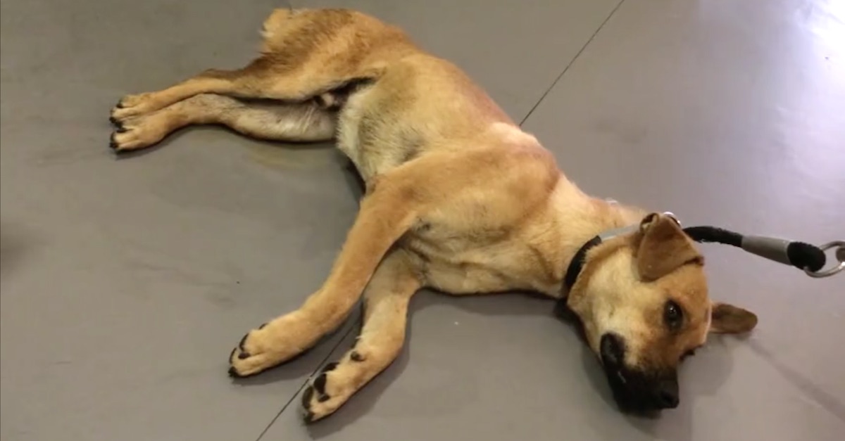 Severely Traumatised Dog Shocks The Doctors By Making A Complete Recovery.