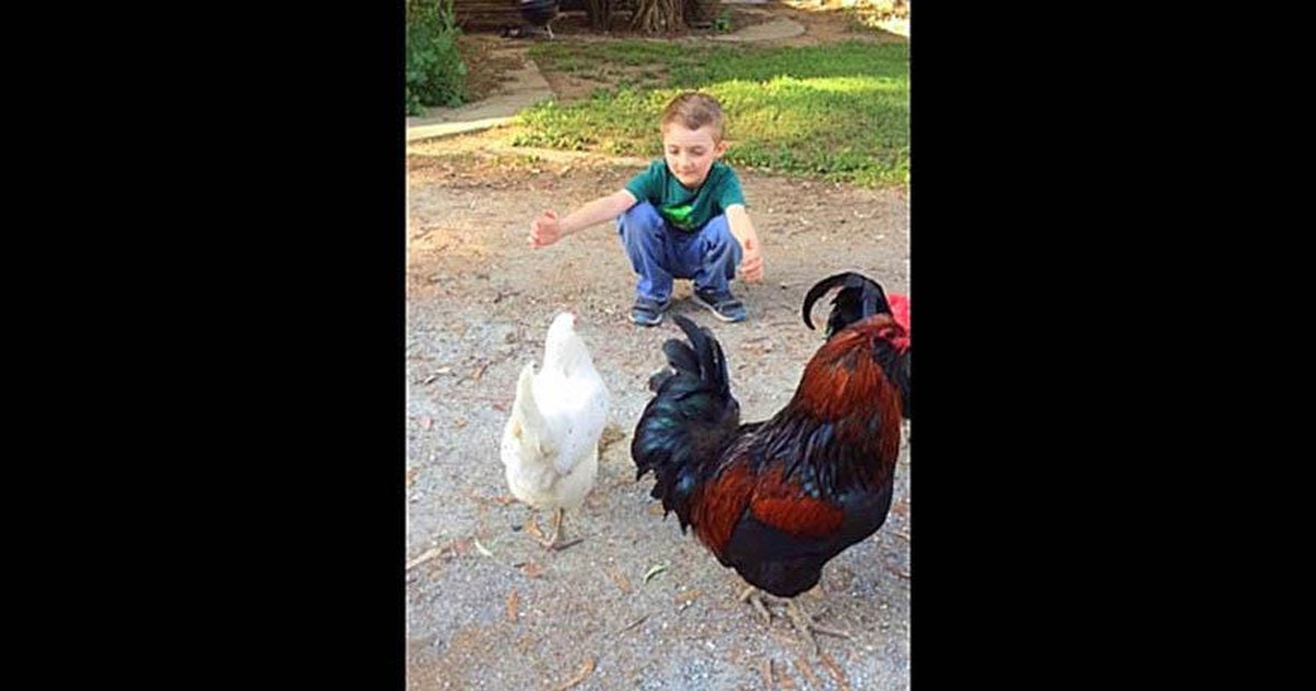 Chicken Runs Up To Little Boy Holding His Arms Wide Out For A Hug