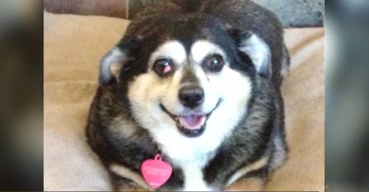 Corgi Has An Amazing Transformation After Being Left At Shelter For ...