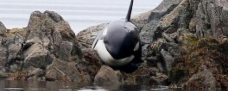 Orca Stuck And Crying Out For Help, Group Of Bystanders Do Something ...