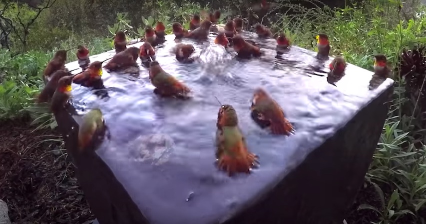 30 Hummingbirds Have A Pool Party