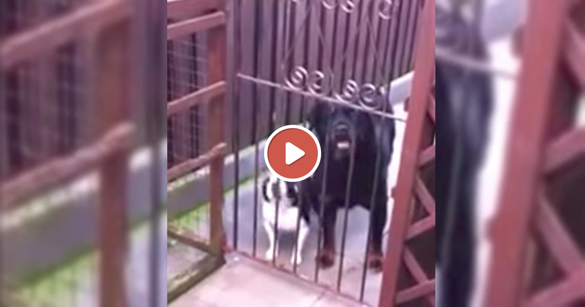 Dad Says “Hello” To His Pup. Family Can’t Stop Laughing at Dog’s Response