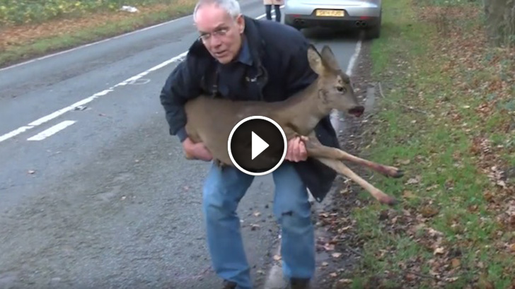 Watch This Emotional Rescue Of A Deer Hit By A Car