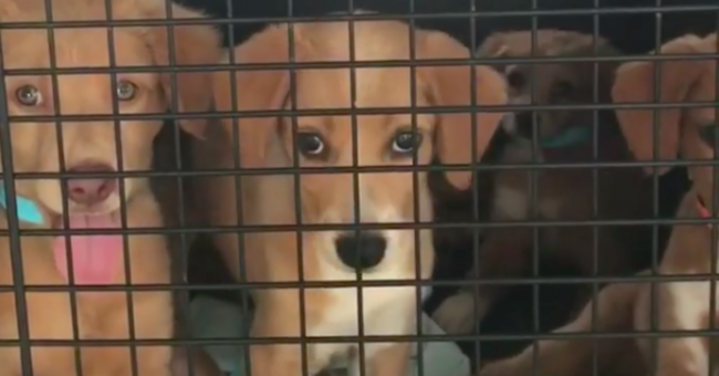 Thanks To Group Devoted To Puerto Rico’s Stray Dogs Few Dozens Doomed ...