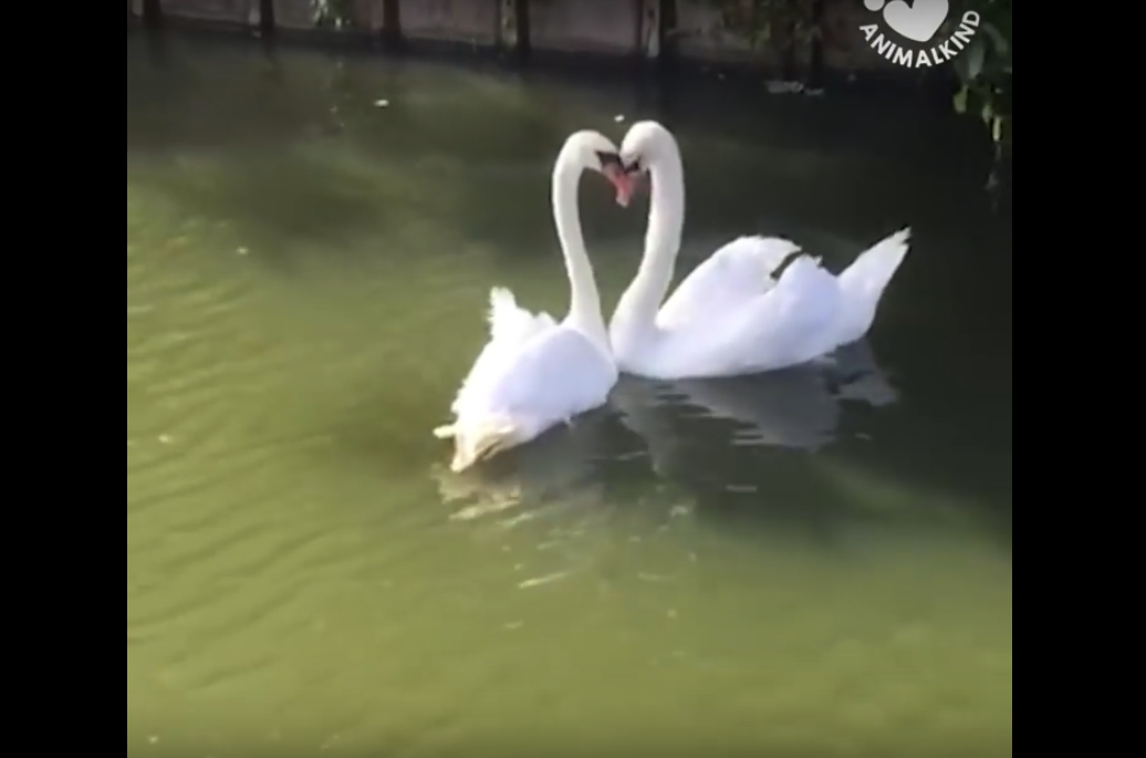 SWANS REUNITED AFTER WEEKS APART EMBRACE IN LOVING SWAN DANCE